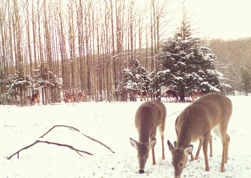 Chicken Chili Bean Chowder.