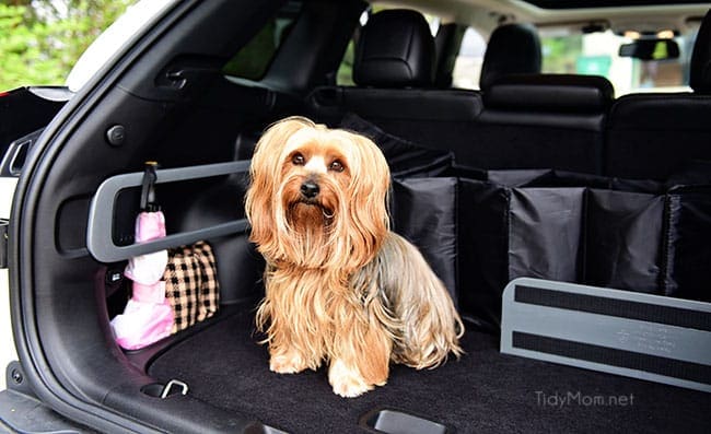 Spring Car Cleaning Tips - TidyMom®